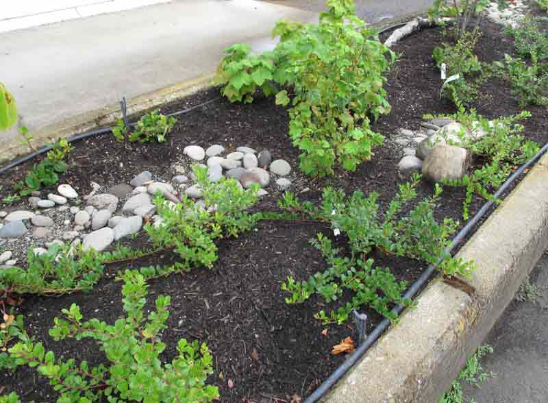 The Native Edibles Garden