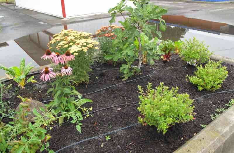 The Permaculture Garden