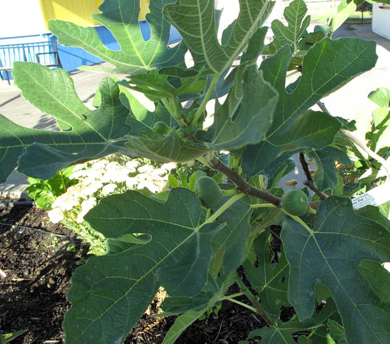 The Permaculture Garden