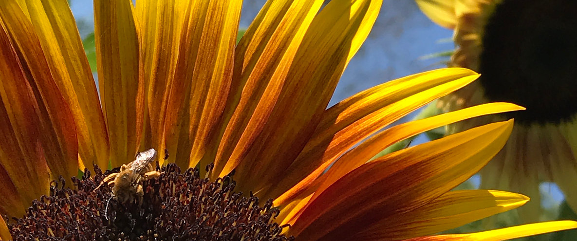 Pollinator Project Rogue Valley